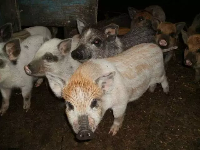 Raza porcina Karmaly: comentarios, características, fotos 8839_4