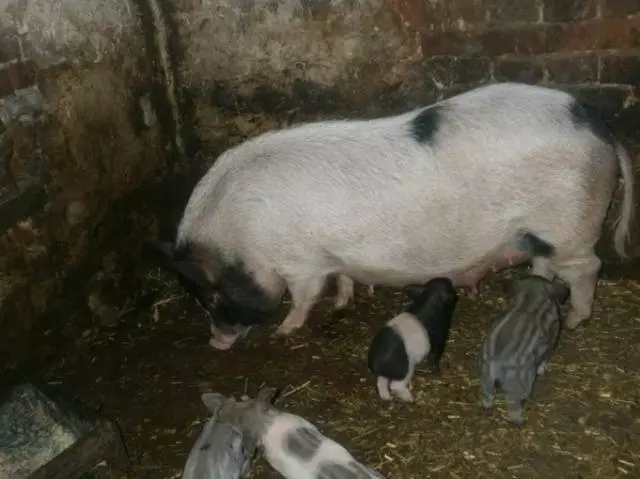 Raza porcina Karmaly: comentarios, características, fotos 8839_6