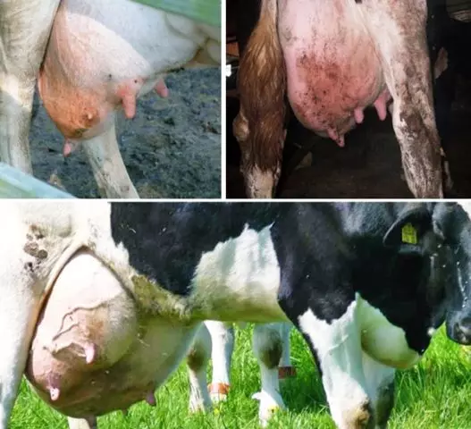 هڪ cowئون ۾ Mastitis: علامات ۽ علاج ، دوائون ، روڪ 8844_1