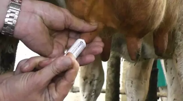 ជំងឺ mastitis នៅក្នុងគោ: រោគសញ្ញានិងការព្យាបាលថ្នាំការការពារ 8844_14