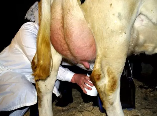 هڪ cowئون ۾ Mastitis: علامات ۽ علاج ، دوائون ، روڪ 8844_15