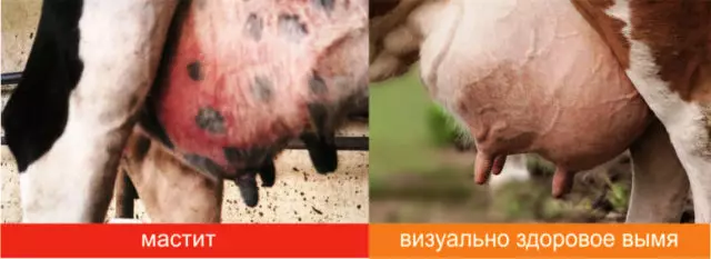 ជំងឺ mastitis នៅក្នុងគោ: រោគសញ្ញានិងការព្យាបាលថ្នាំការការពារ 8844_2