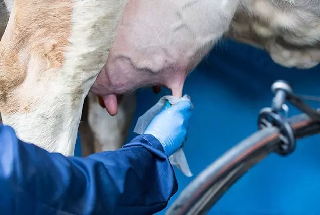 هڪ cowئون ۾ Mastitis: علامات ۽ علاج ، دوائون ، روڪ 8844_4