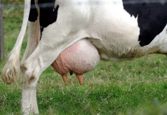 هڪ cowئون ۾ Mastitis: علامات ۽ علاج ، دوائون ، روڪ 8844_6