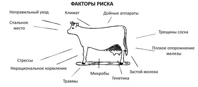 ជំងឺ mastitis នៅក្នុងគោ: រោគសញ្ញានិងការព្យាបាលថ្នាំការការពារ 8844_9