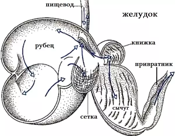 I-pericarditis eyenzakalisayo ezinkomeni: imiqondiso, unyango, isifo sephepha kunye nokuthintela 8845_3