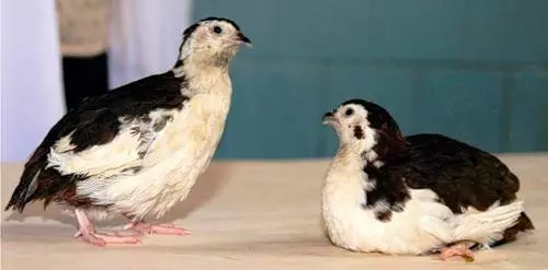 Tuxedo quail