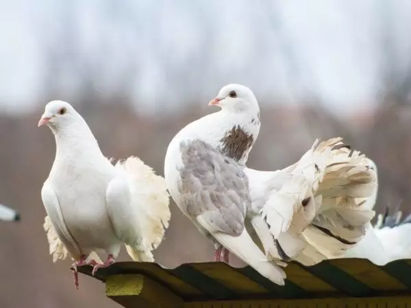 Ижевск көгершіндері: тұқымның сипаттамалары мен стандарттары, өсіру, фотосуреттер мен бейнелер 8889_1