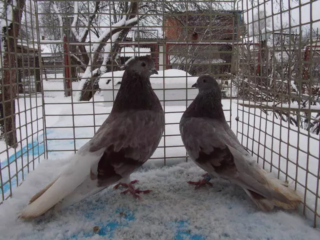 Izhevsk pigeons: breed characteristics and standards, breeding, photos and videos 8889_2