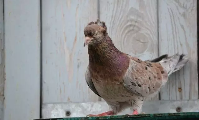 Palomas de Bakú: mármol, cola ancha, rojo-blanco, amarillo, espejo 8892_12