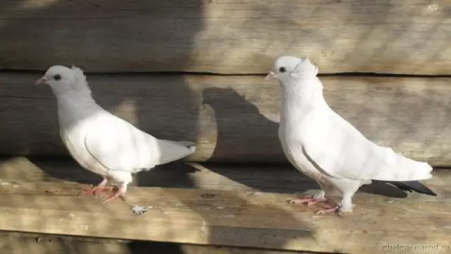 Baku pigeons: marble, broad-tailed, red-white, yellow, mirror 8892_13