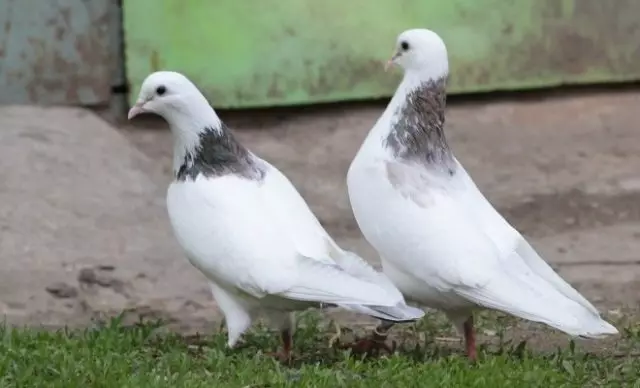 Baku pigeons: marble, broad-tailed, red-white, yellow, mirror 8892_14