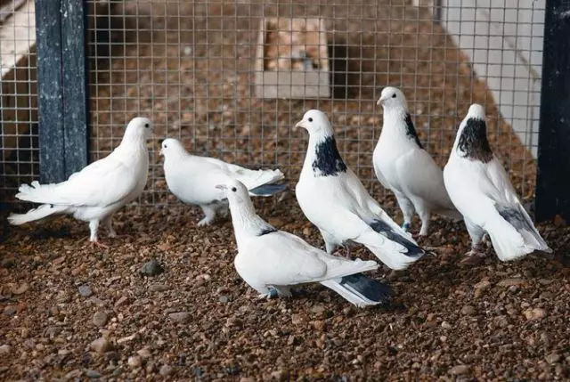 Palomas de Bakú: mármol, cola ancha, rojo-blanco, amarillo, espejo 8892_15