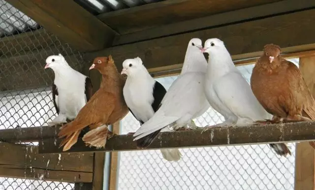 Baku pigeons: marble, broad-tailed, red-white, yellow, mirror 8892_26