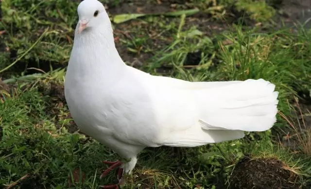 Palomas de Bakú: mármol, cola ancha, rojo-blanco, amarillo, espejo 8892_3