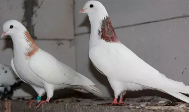 Baku pigeons: marble, broad-tailed, red-white, yellow, mirror 8892_4