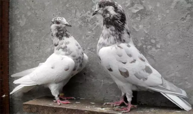 Baku pigeons: marble, broad-tailed, red-white, yellow, mirror 8892_5