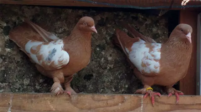 Baku pigeons: marble, broad-tailed, red-white, yellow, mirror 8892_6