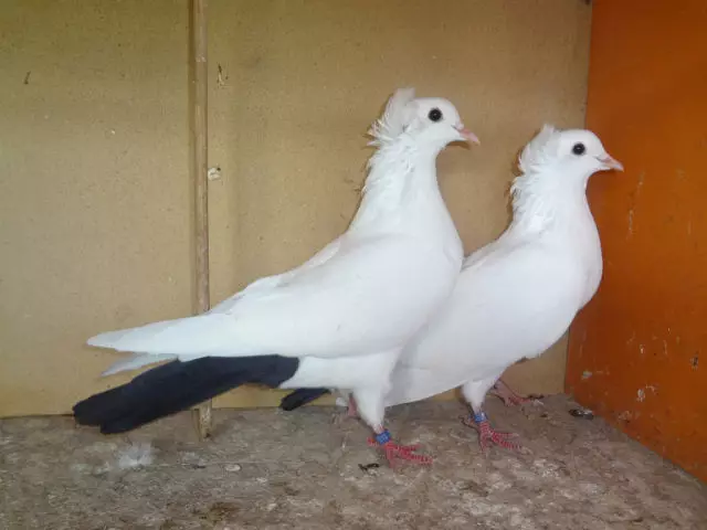 Palomas de Bakú: mármol, cola ancha, rojo-blanco, amarillo, espejo 8892_7