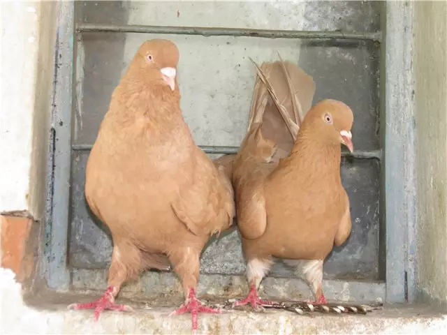 Baku pigeons: marble, broad-tailed, red-white, yellow, mirror 8892_8