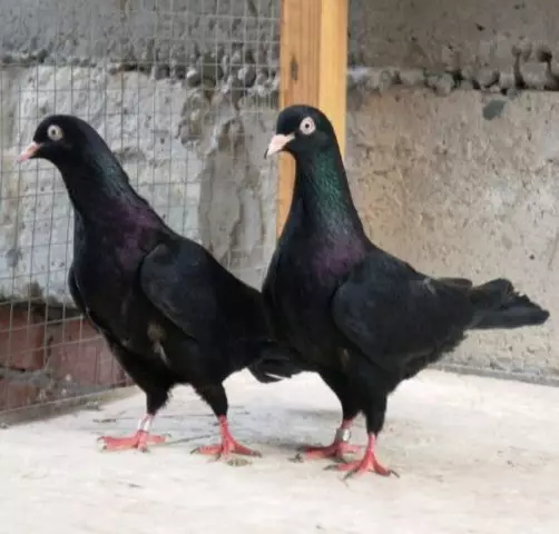 Palomas de Bakú: mármol, cola ancha, rojo-blanco, amarillo, espejo 8892_9