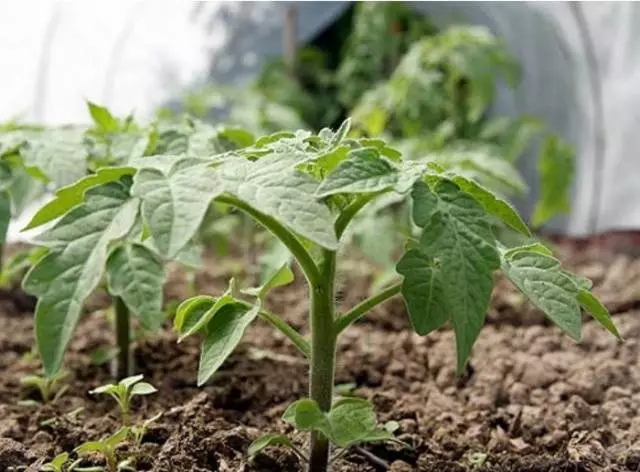 Je kiu distanco planti tomatojn: plantplano