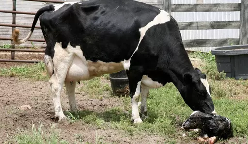 İnək bala vermə tarixini keçdi: niyə, gecikmənin səbəbləri, nə etməli 88_1