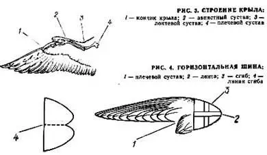 Putpelių ligos ir jų gydymas 8946_4