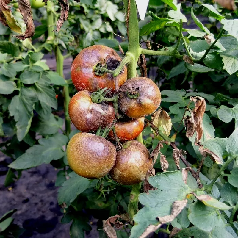 Hvernig á að meðhöndla tómata frá phytophthora