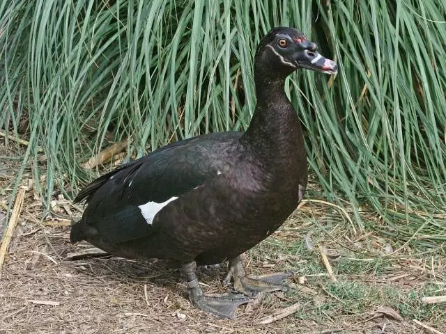 Muscovy dhadha: kuberekesa kumba 8954_3