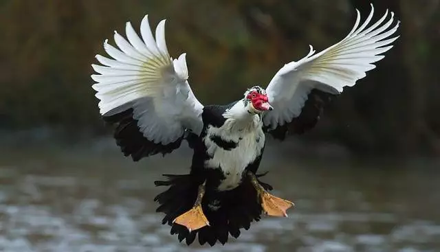 Muscovy pato: fanafanau i le fale 8954_5