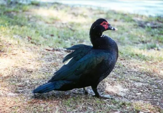 Muscovy dhadha: kuberekesa kumba 8954_6