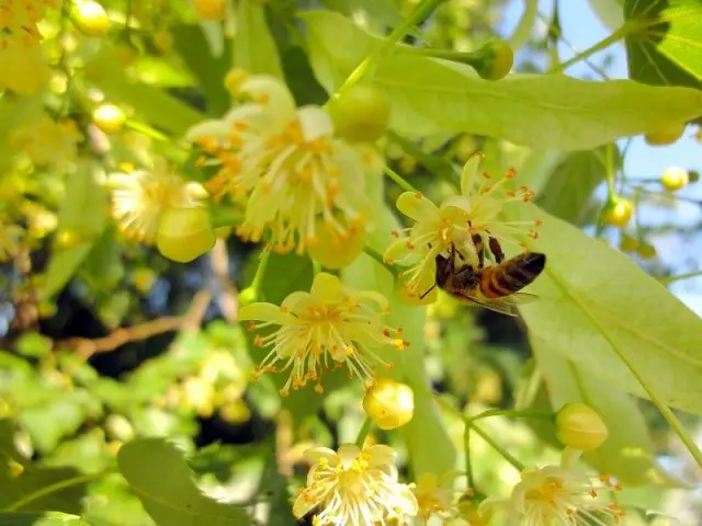 Chernoklen nk'igihingwa cy'ubuki: heather, linden, inyoni yo mu nyanja, acacia, sophora 8960_1