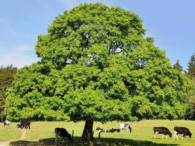 Chernoklen bħala pjanta tal-għasel: xagħri, linden, buckthorn tal-baħar, akaċja, sophora 8960_14