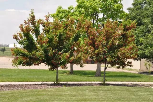 Chernoklen como planta melífera: breixo, tilo, espinheiro marino, acacia, sophora 8960_2