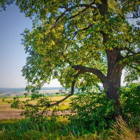 Si Chernoklen ingon usa ka tanum nga dugos: heather, linden, sea buckthorn, acacia, sophora 8960_3