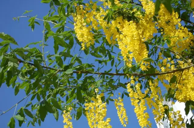 Chernoklen ως φυτό μελιού: ερείκη, φλαμουριά, ιπποφαές, ακακία, σοφόρα 8960_4