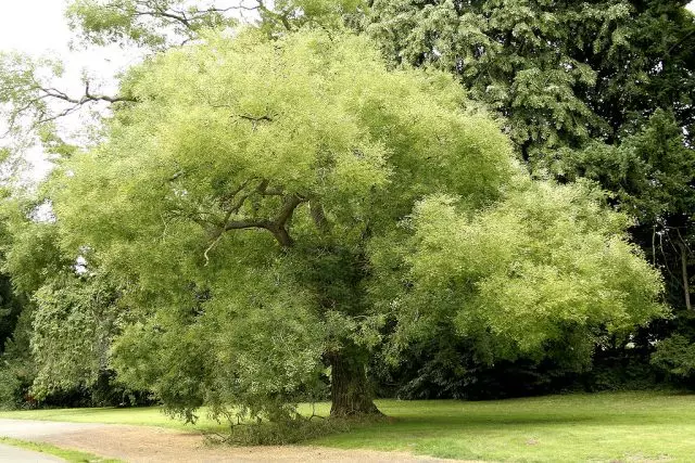 Bir bal bitkisi olaraq Chernoklen: heather, cökə, dəniz iti, akasiya, sophora 8960_6