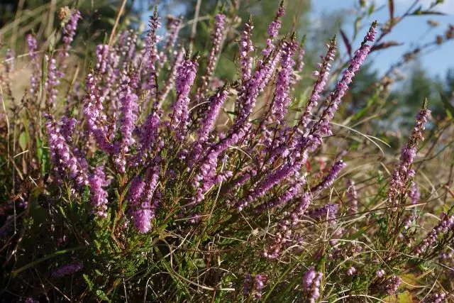 IChernoklen njengesitshalo soju: iheather, i-linden, i-sea buckthorn, i-acacia, i-sophora 8960_8