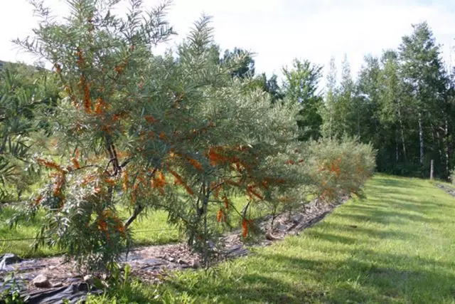 Chernoklen bi ohun ọgbin oyin: heather, linden, buckthorn okun, acacia, sophora 8960_9