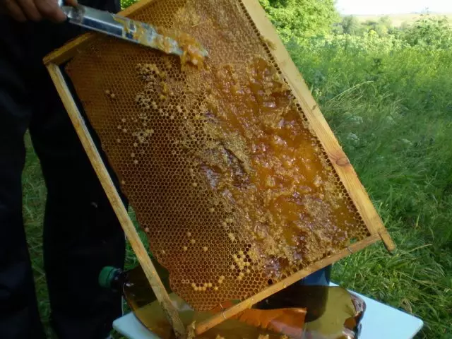 Combien de cadres avec du miel les abeilles doivent-elles laisser pour l'hiver: hivernage sur miel de tournesol, de colza, de sarrasin 8962_3