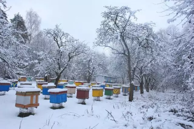 Quanti telai con miele dovrebbero lasciare le api per l'inverno: svernamento su girasole, colza, miele di grano saraceno 8962_6