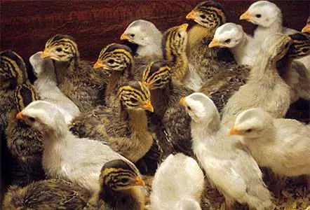 Ayam Guinea ketika mereka mulai bertelur 8968_11