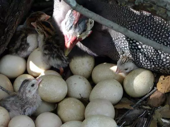 Ayam Guinea ketika mereka mulai bertelur 8968_3