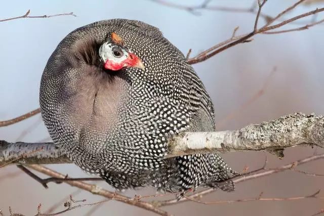 Ayam Guinea ketika mereka mulai bertelur 8968_6