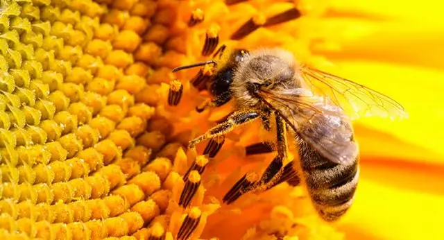 D'Rass vu Karnik Bienen: hire Mangel, Bewäertungen, Fotoen, Bienen, Bienenpakete 8978_1