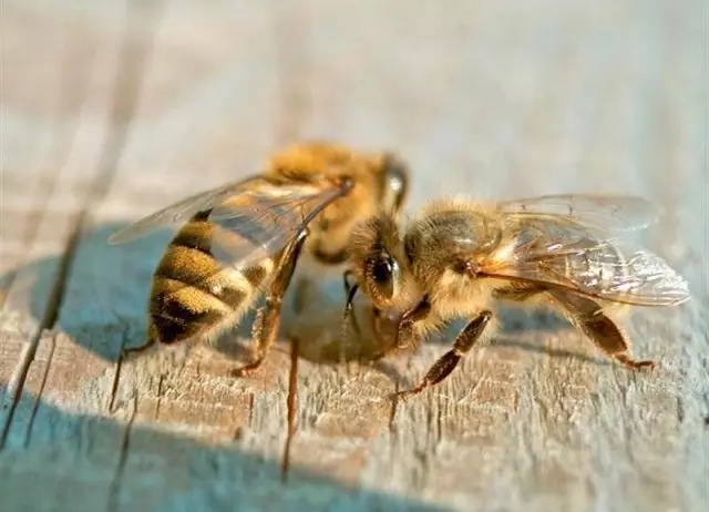 D'Rass vu Karnik Bienen: hire Mangel, Bewäertungen, Fotoen, Bienen, Bienenpakete 8978_4