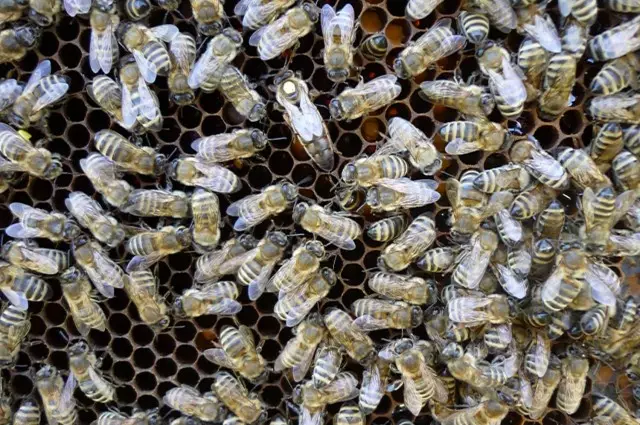 D'Rass vu Karnik Bienen: hire Mangel, Bewäertungen, Fotoen, Bienen, Bienenpakete 8978_7