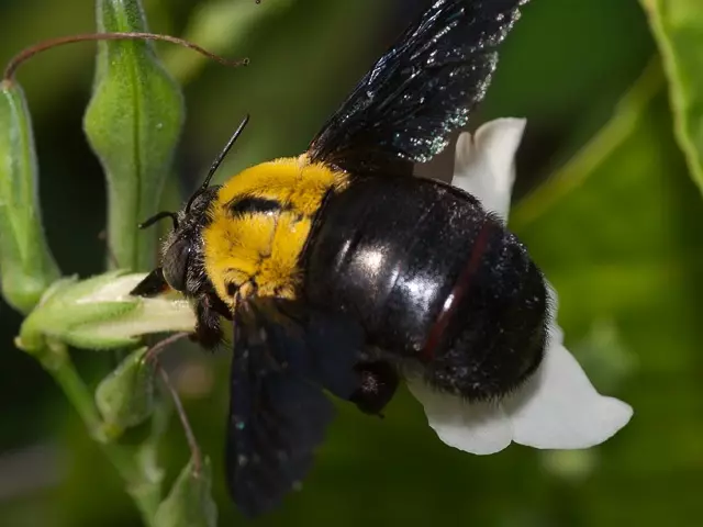 Aarte vu Bienen: Foto mam Numm a Beschreiwung, Himalaya, Blateschneider, Bashkir, Kaukasesch 8979_10