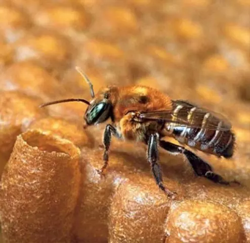 Aarte vu Bienen: Foto mam Numm a Beschreiwung, Himalaya, Blateschneider, Bashkir, Kaukasesch 8979_12